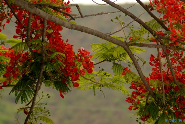 Flower in Spring time, Imphal Manipur :: April 2010 ~ Pictures from Manipur