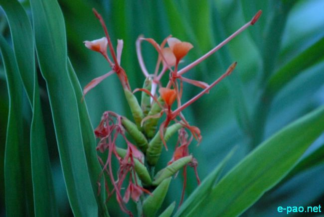 Ingellei - Hedychium coccineum 'Disney' :: July 10 2011 ~ Pictures from ...