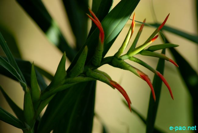 Ingellei - Hedychium coccineum 'Disney' :: July 10 2011 ~ Pictures from ...