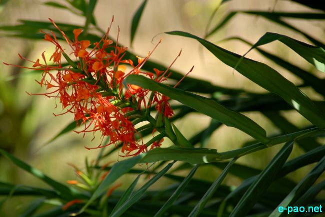Ingellei - Hedychium coccineum 'Disney' :: July 10 2011 ~ Pictures from ...