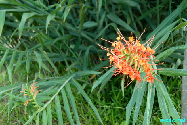 Ingellei - Hedychium coccineum 'Disney' :: July 10 2011 ~ Pictures from ...
