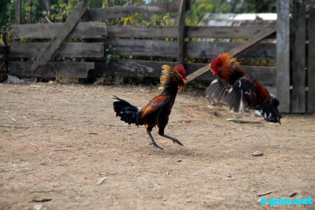 Cock Fighting as witnessed at Maokot, Indo-Burma Border (Ukhrul ...