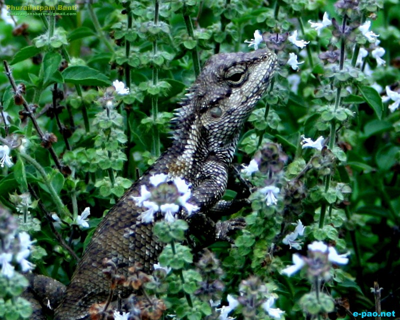 Flora and Fauna in Manipur during the summer heat of May 2012 :: May ...