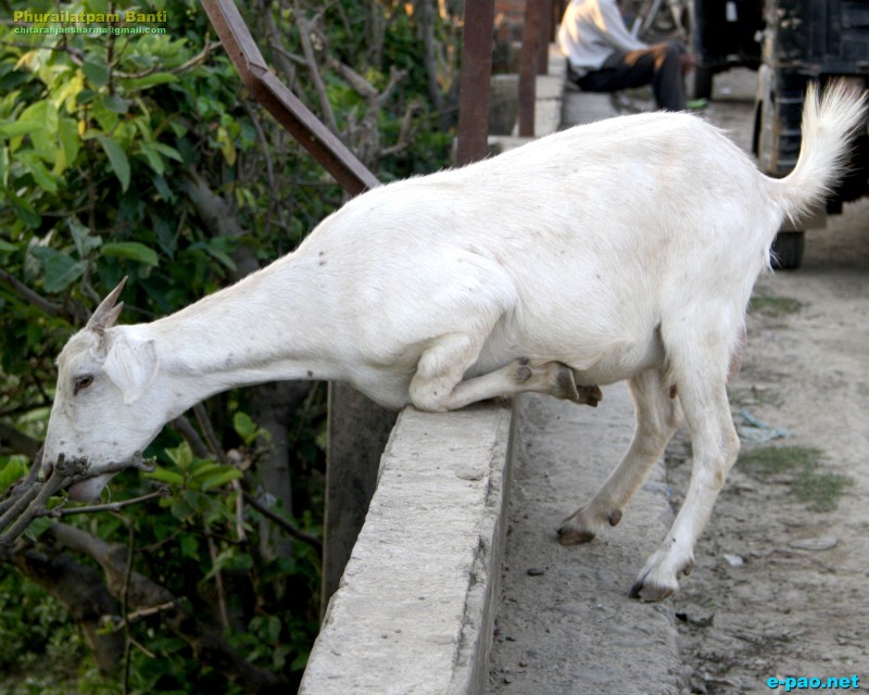 Flora and Fauna in Manipur during the summer heat of May 2012 :: May ...