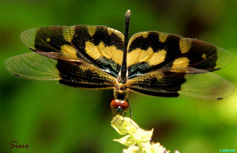 Insects as taken by Sisir Banga :: November 2012 ~ Pictures from Manipur