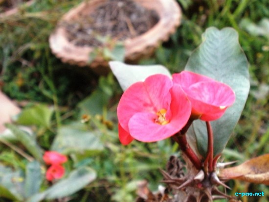 Flora of Manipur :: 2009 ~ Pictures from Manipur