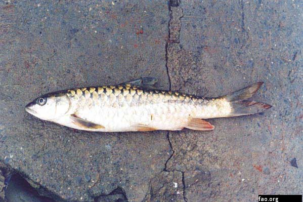 Climate change and its impact on fish